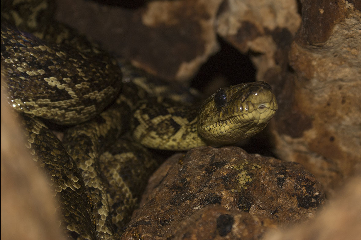 Paleomission: in search of the ancient sloth - the discovery — MNS²