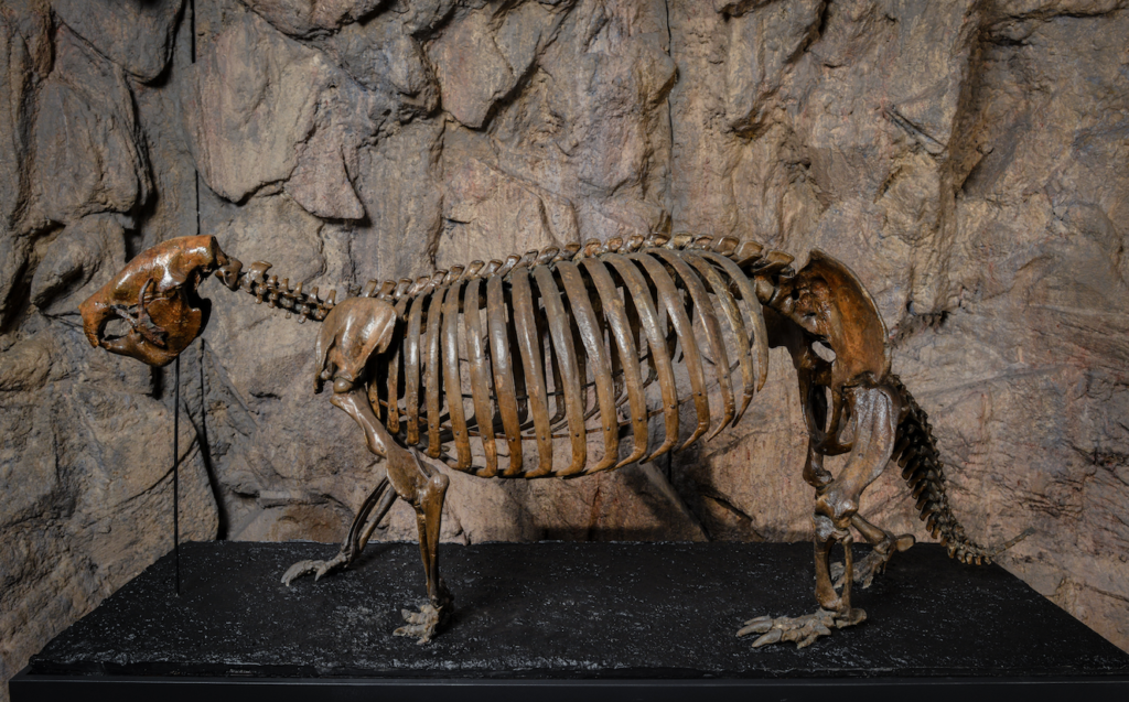 Paleomission: in search of the ancient sloth - the discovery — MNS²