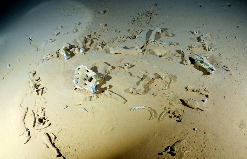 Paleomission: in search of the ancient sloth - the discovery — MNS²