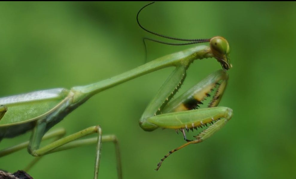 LA BIBITTE MOBILE — Semaine de relâche au MNS2