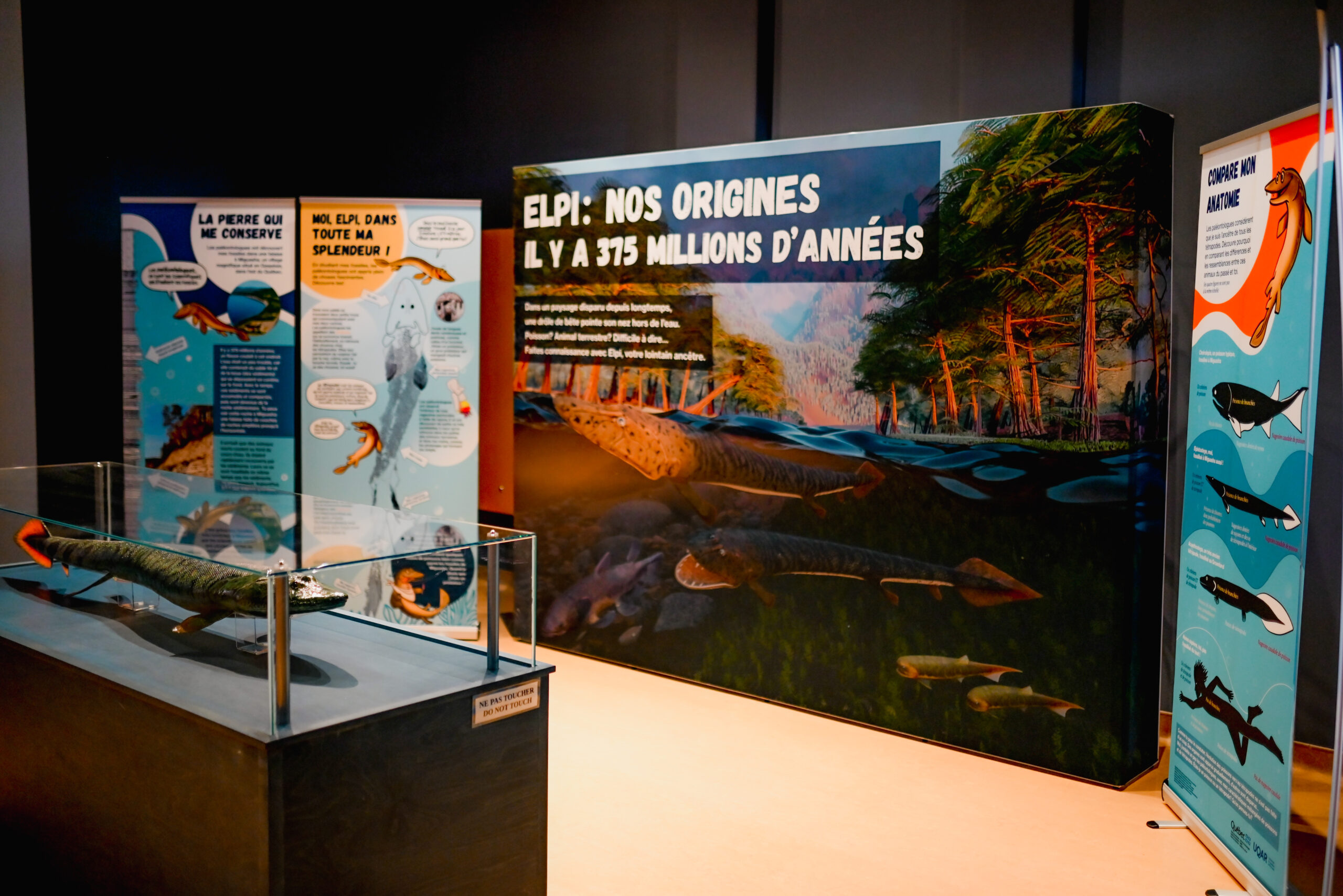 Elpi : Nos origines il y a 375 millions d'années — MNS²