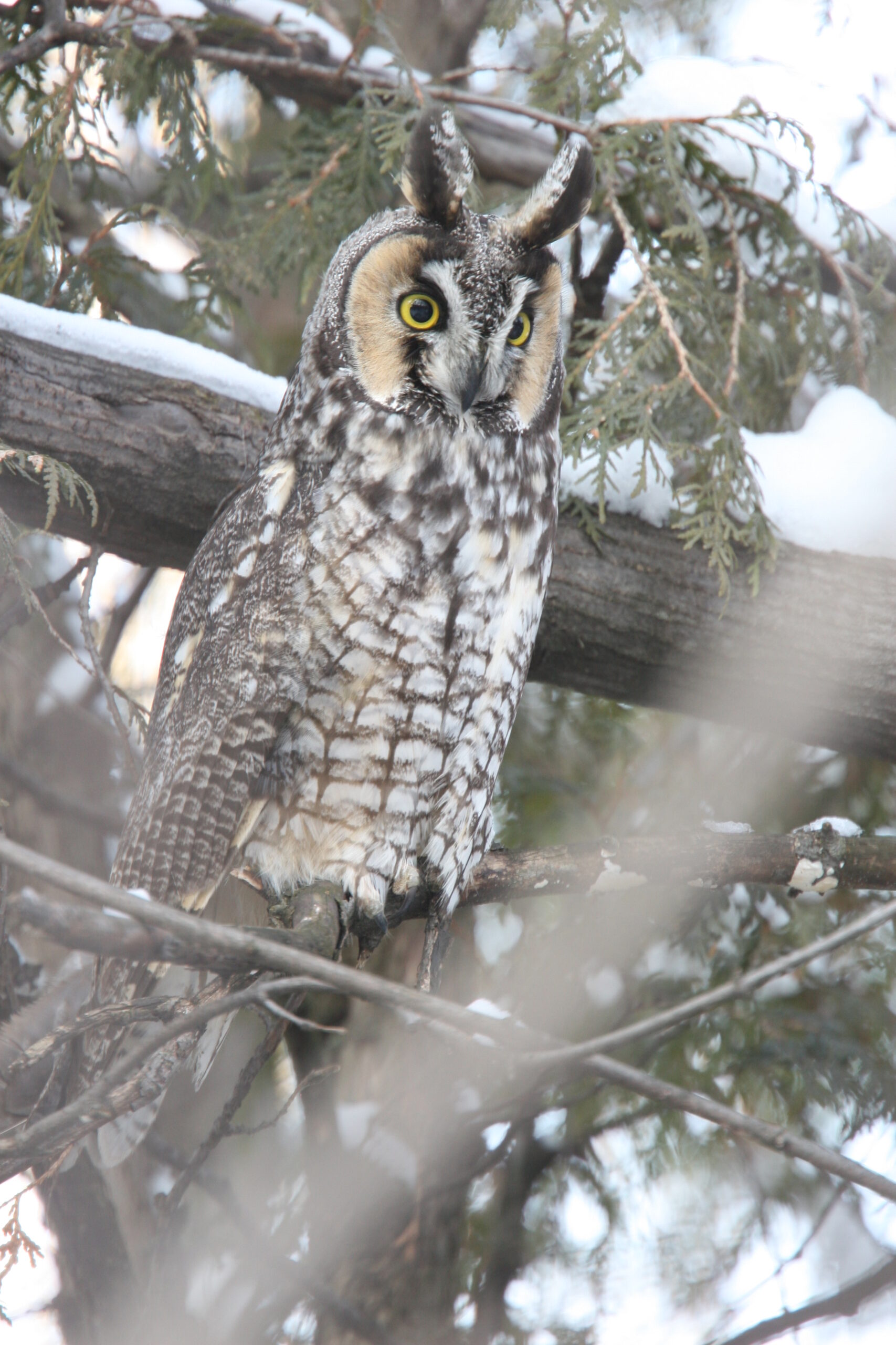 EAR-TUFTS, CAN YOU HEAR ME? — MNS²